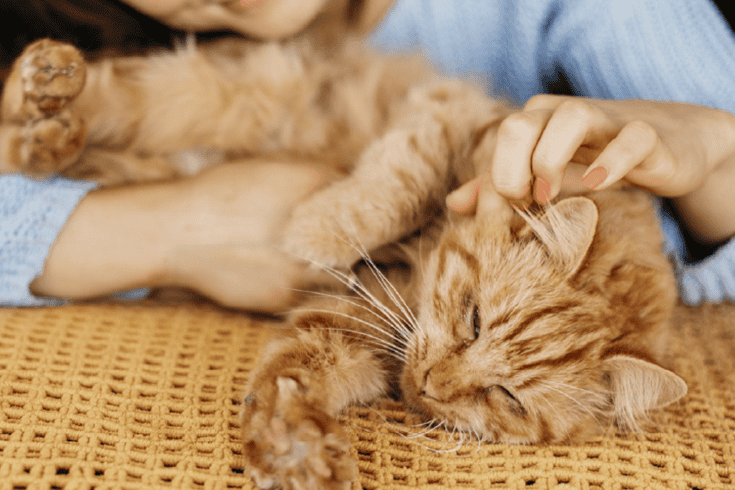 How to Tame a Cat 5 Hacks Actually Work