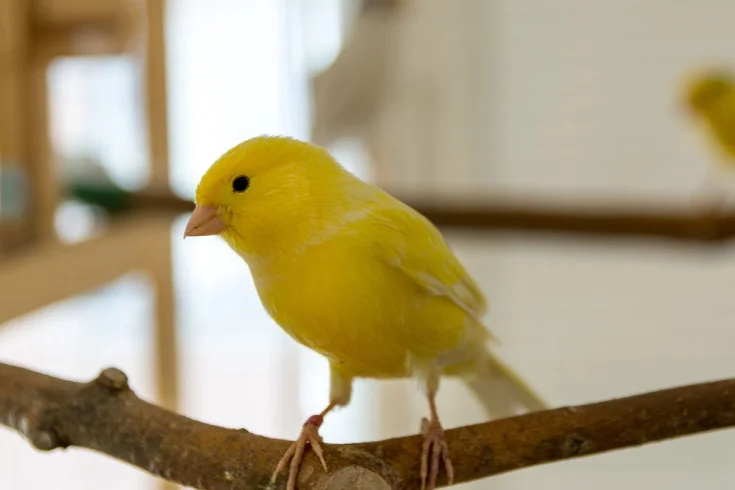 12 Best Pet Birds for Beginners and Families | Personality Guide